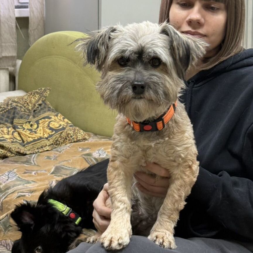 Собака в добрые руки отдам бесплатно