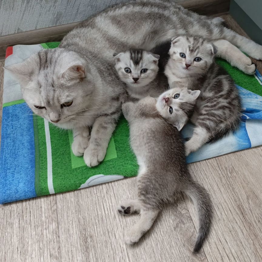 Шотландский вислоухий короткошёрстный котёнок