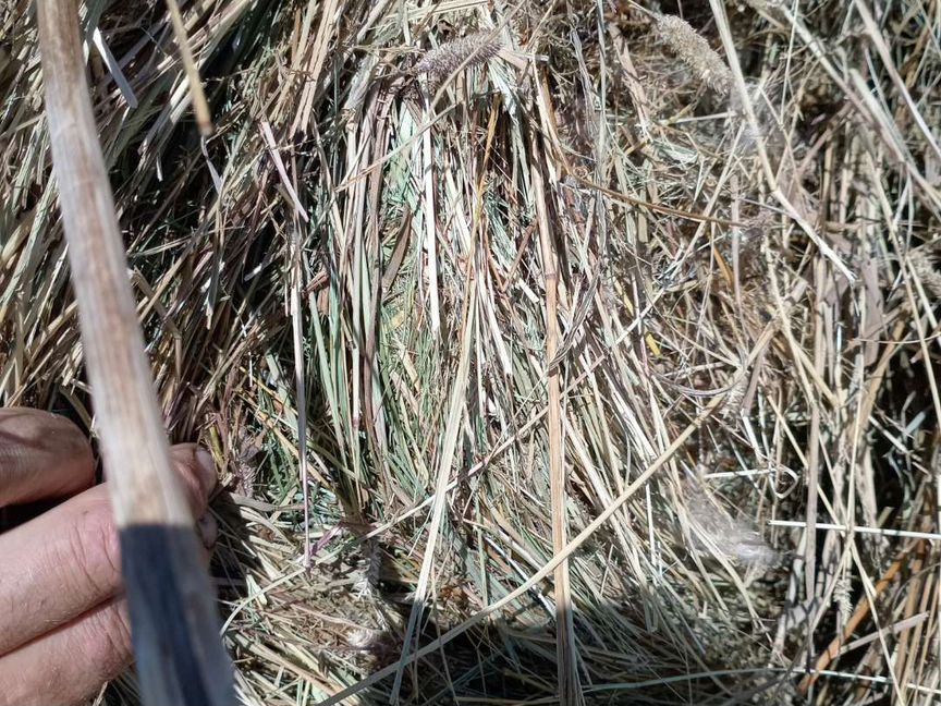 Сено, солома в рулонах 2023