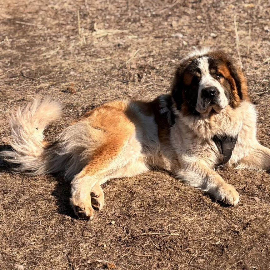 Московская сторожевая, вязка