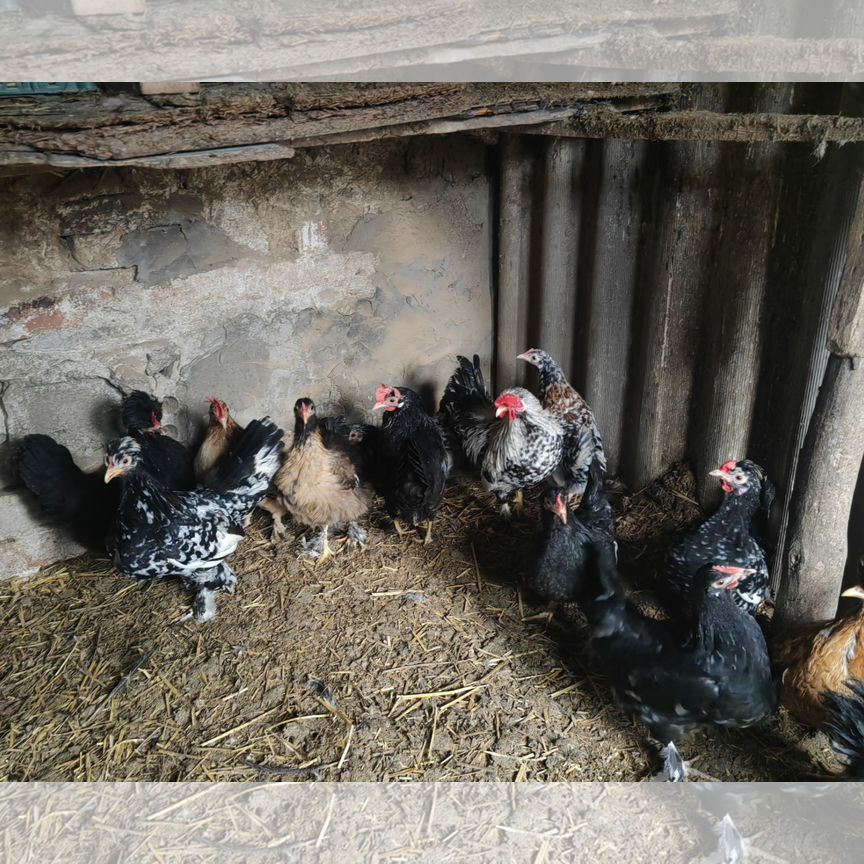 Куры декоративные