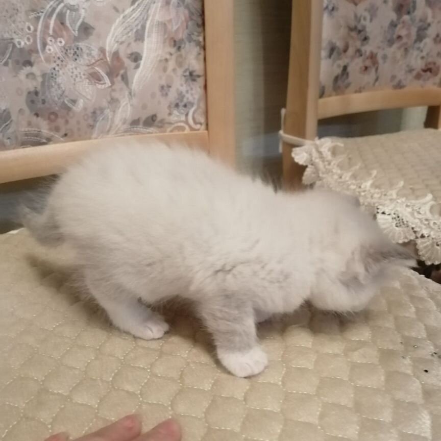 Кошки в добрые руки