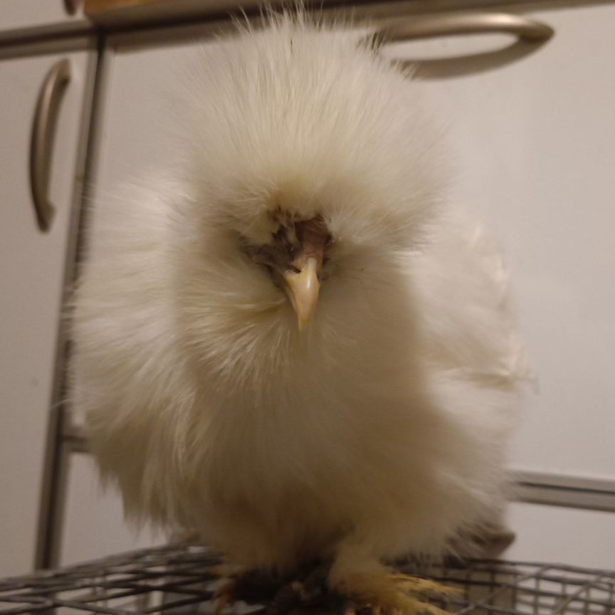 Три белых курочки китайских шелковых