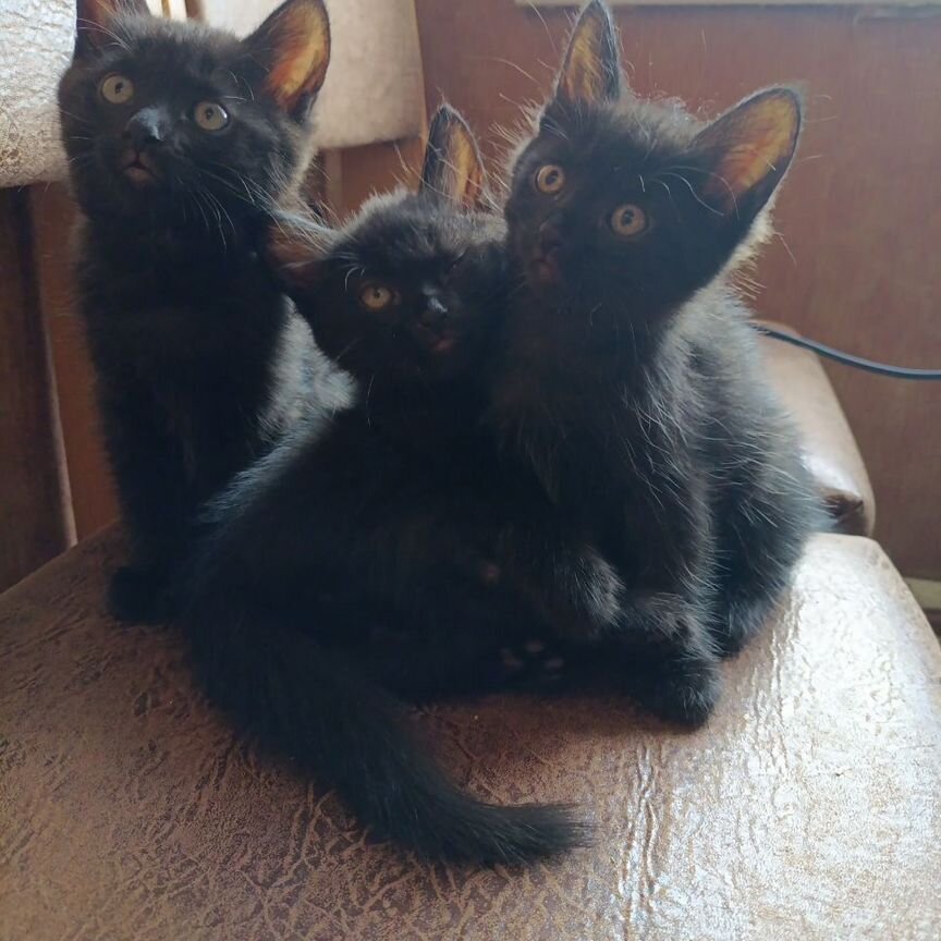 Котята