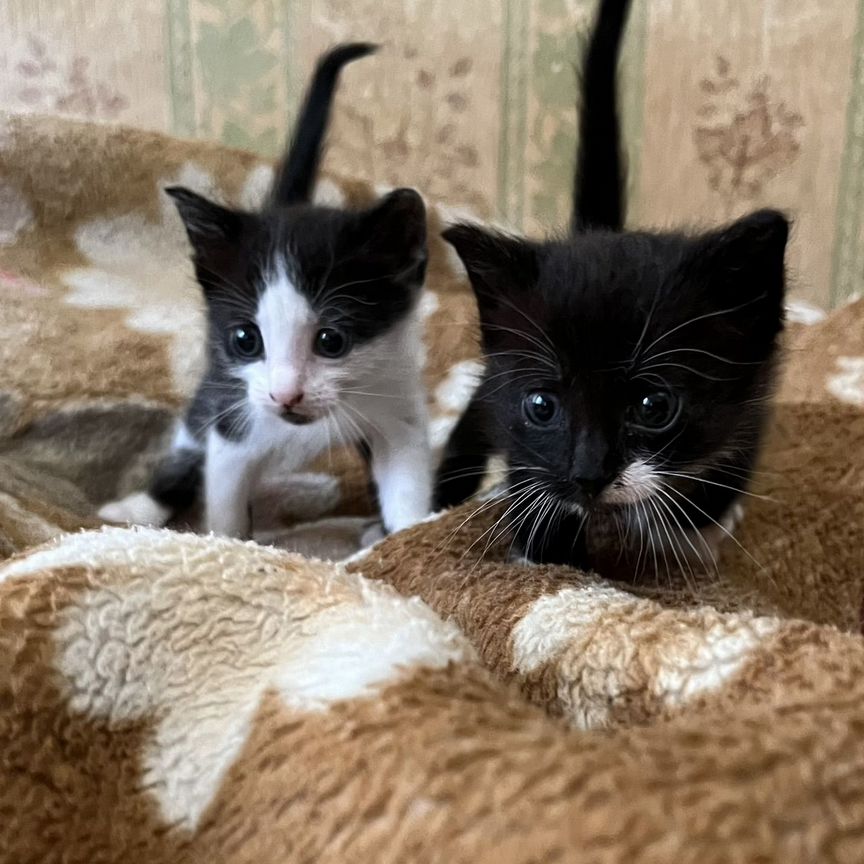 Котята в добрые руки бесплатно девочка