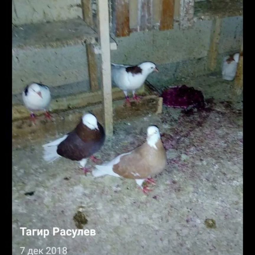 Пермские голуби