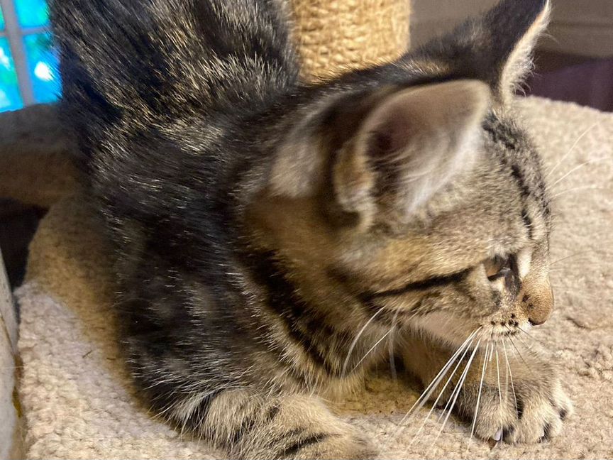 Котята домашние