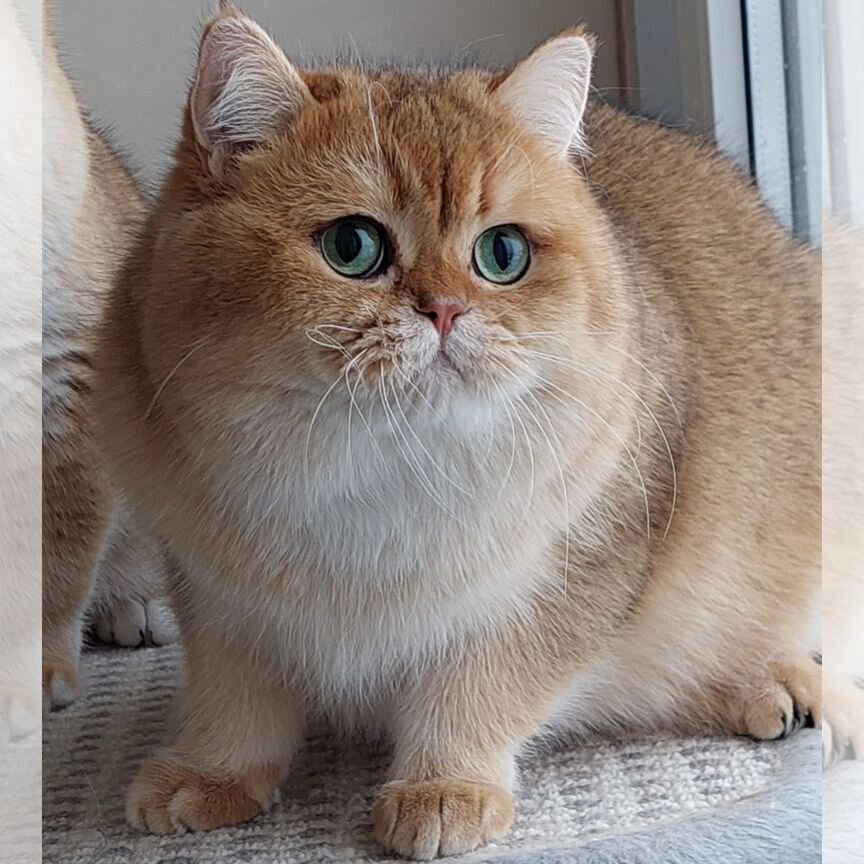 Шикарный кот золотая шиншилла