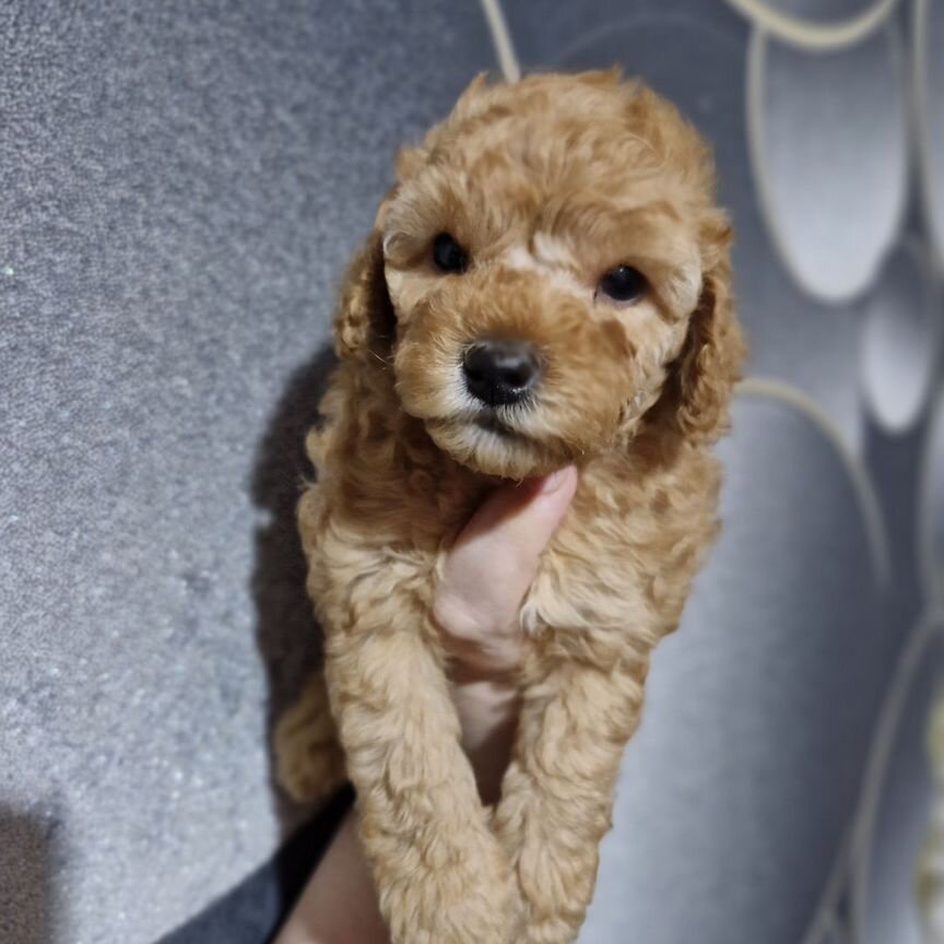 Той-пудель, щенок