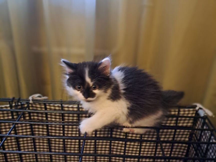 Котёнок Санта в самые добрые руки