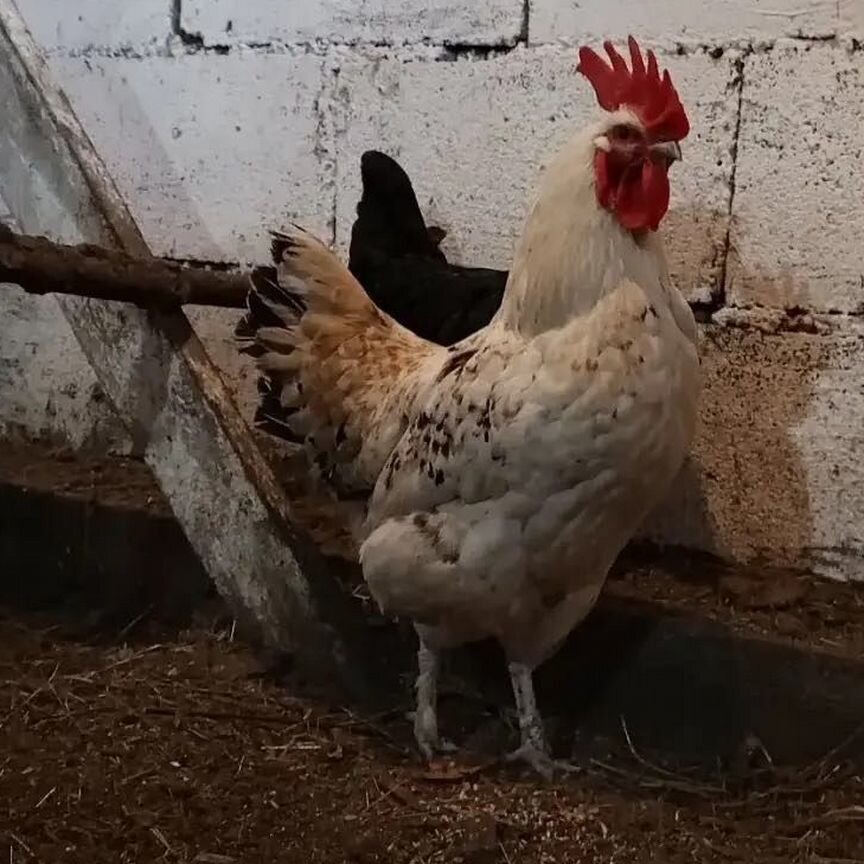 Петухи домашние