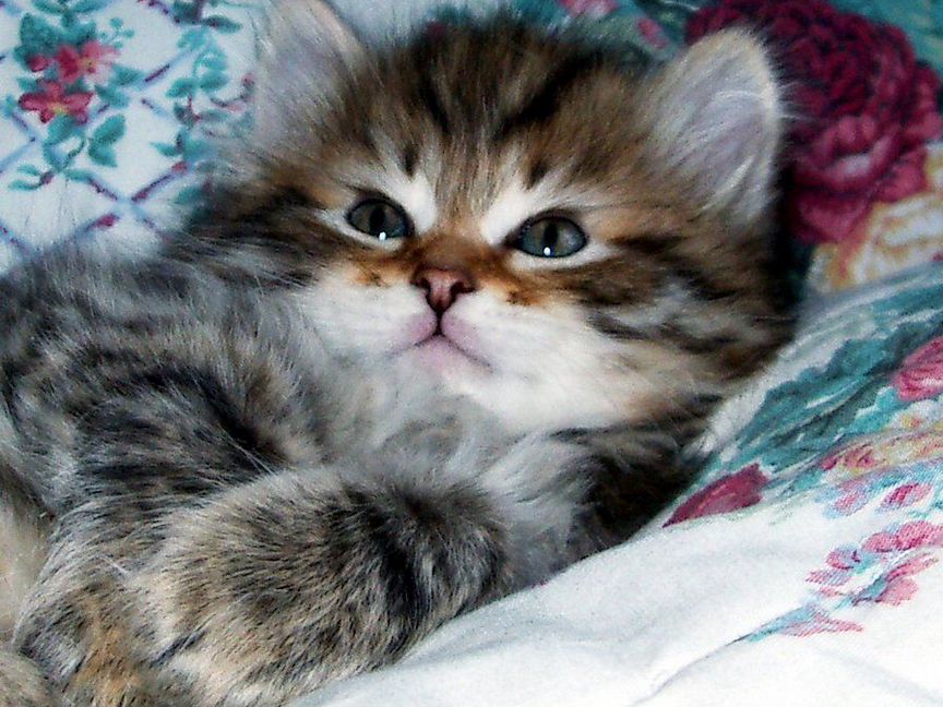 Роскошные сибирские котята