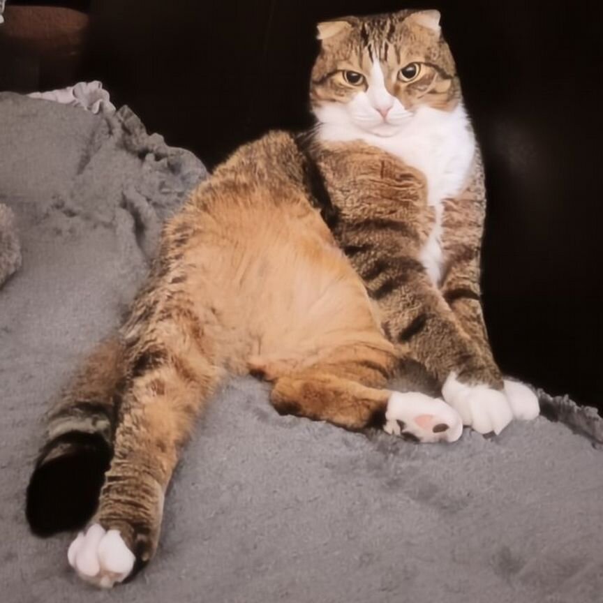 Взрослый кот от частного владельца