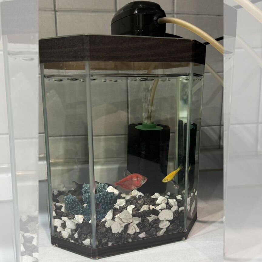 Аквариум с рыбками