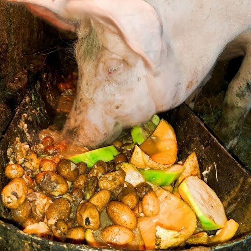 Хлеб, отходы пищевые для свиней