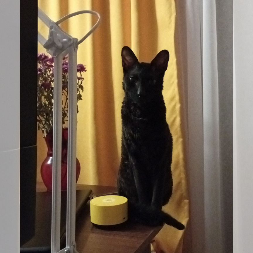 Кот корниш-рекс