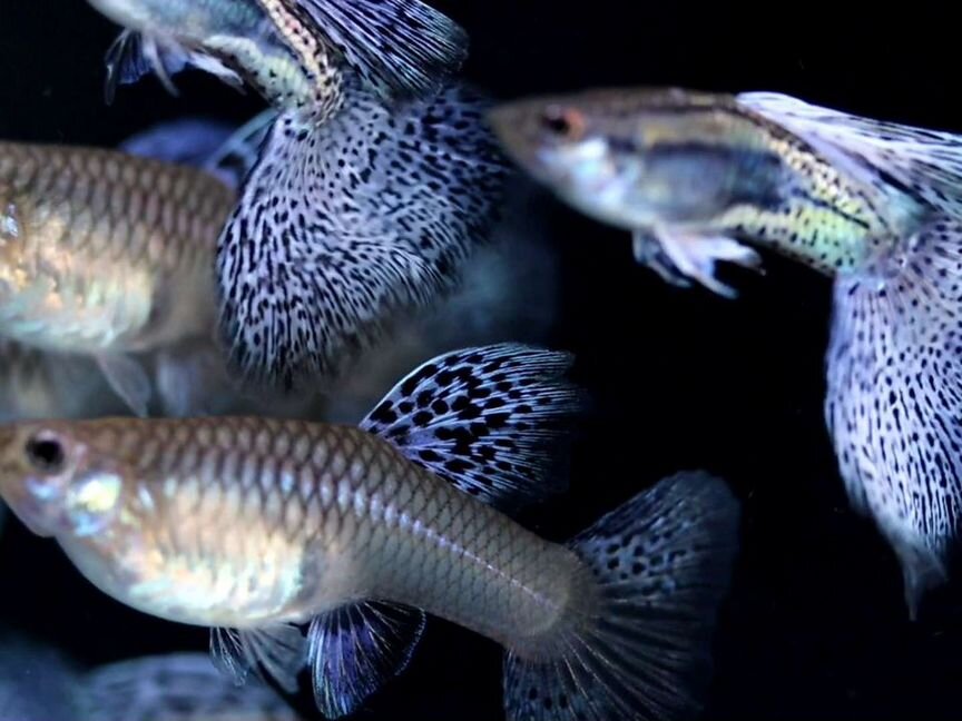 Гуппи чистые линии