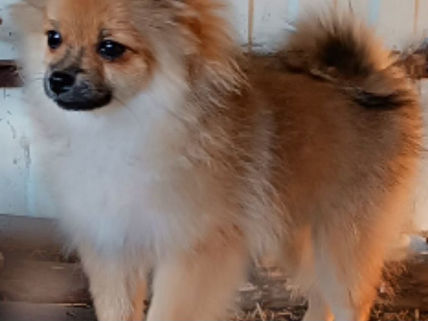 Мальчик-красавчик, Финик