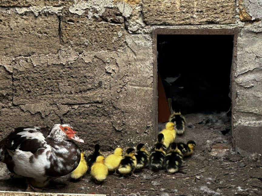 Мускусные утки -цыплята