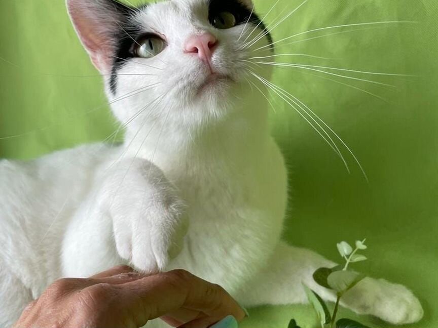 Снежный котик