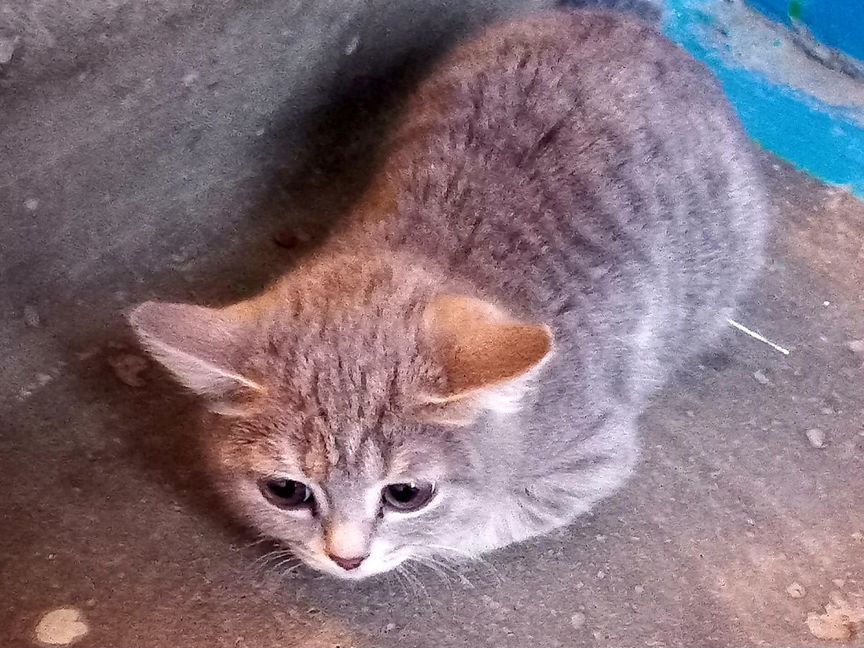 Кошки в добрые руки