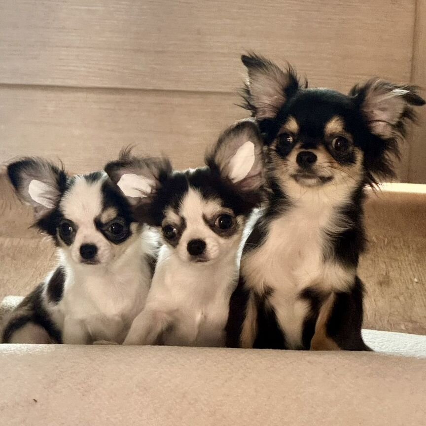 Щенки чихуахуа