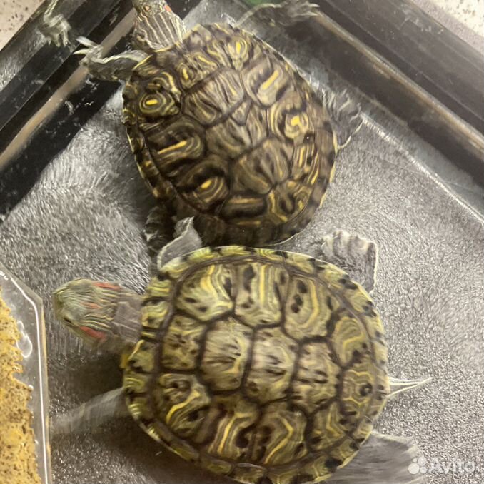 Красноухие черепахи декоративные
