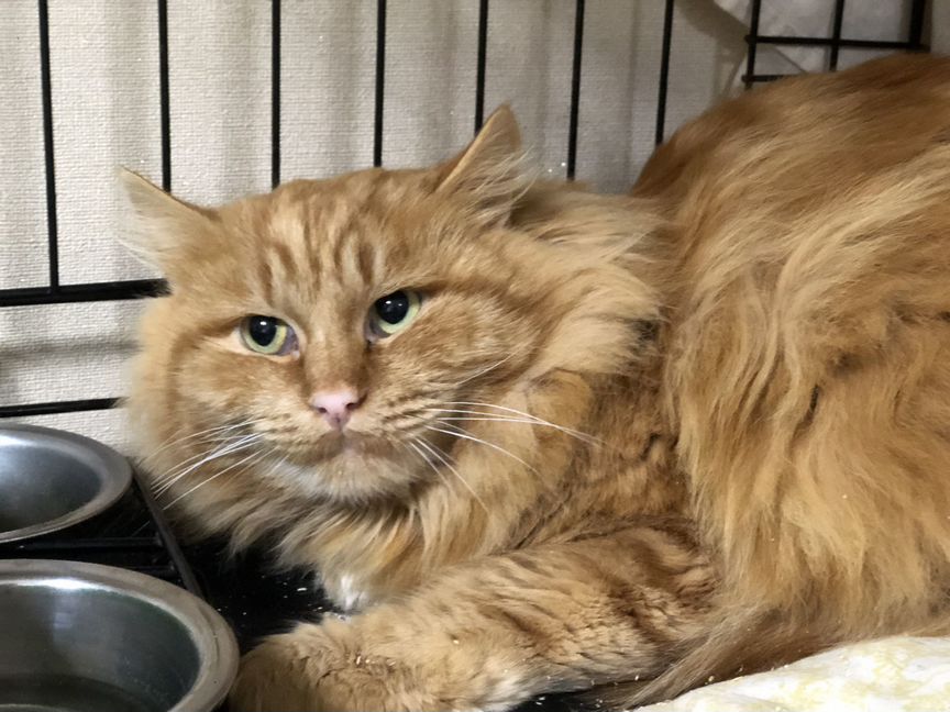 Шикарный рыжий котик