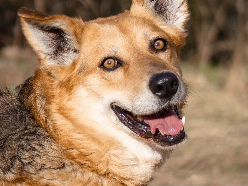 Шелдон - солнечный пес в добрые руки