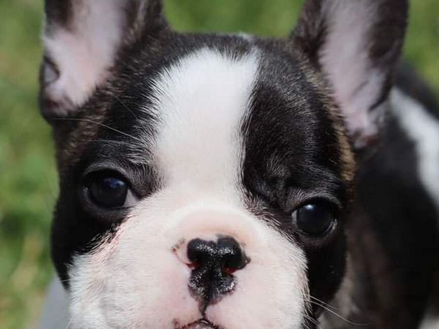 Французский бульдог щенок мальчик