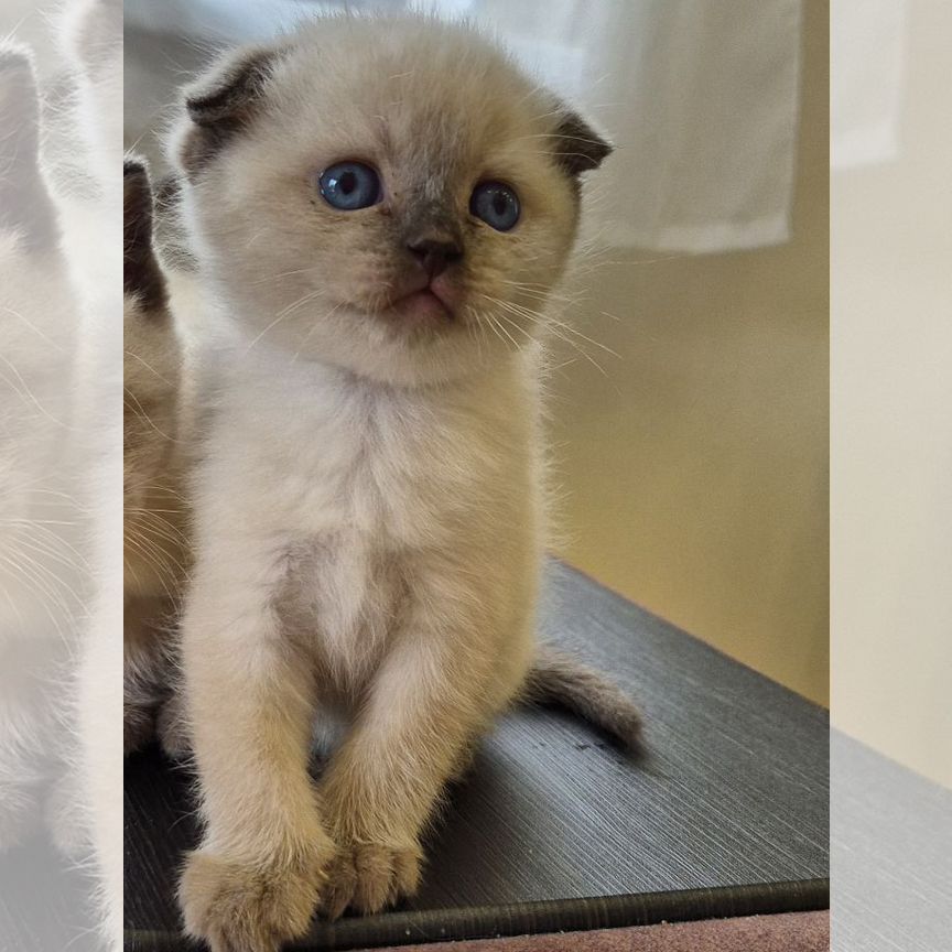 Шотландский вислоухий короткошёрстный котёнок