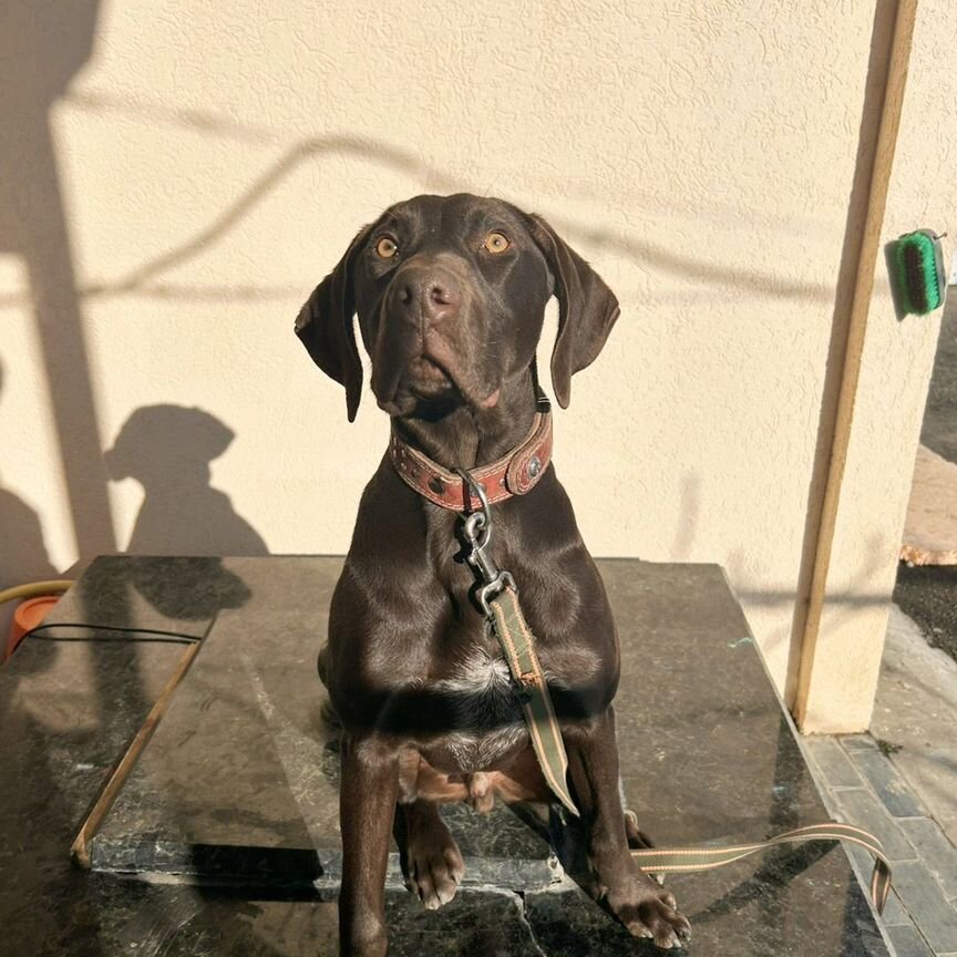 Курцхаар. Отдам бесплатно в добрые руки