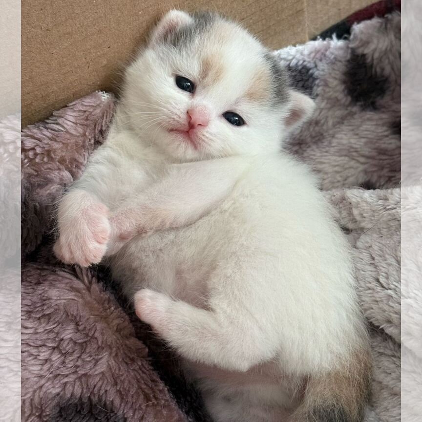 Манчкин котёнок
