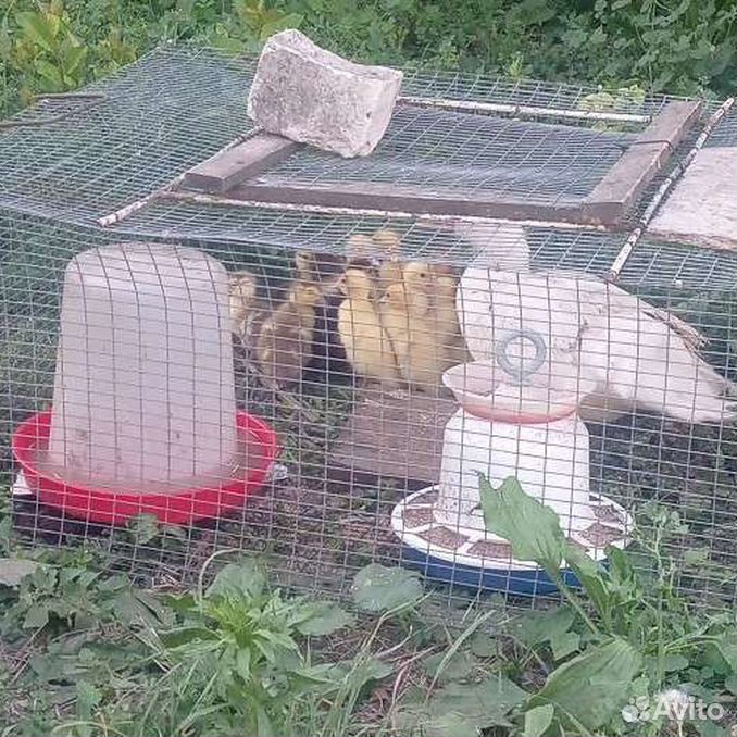 Индоутята с уткой