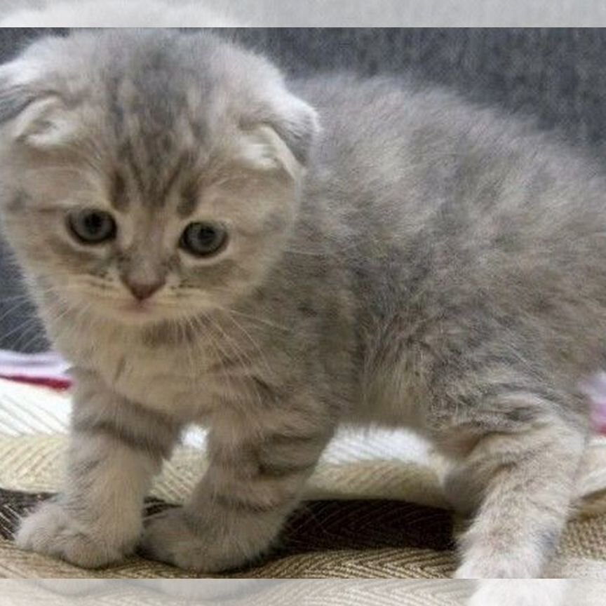 Шотландский вислоухий короткошёрстный котёнок