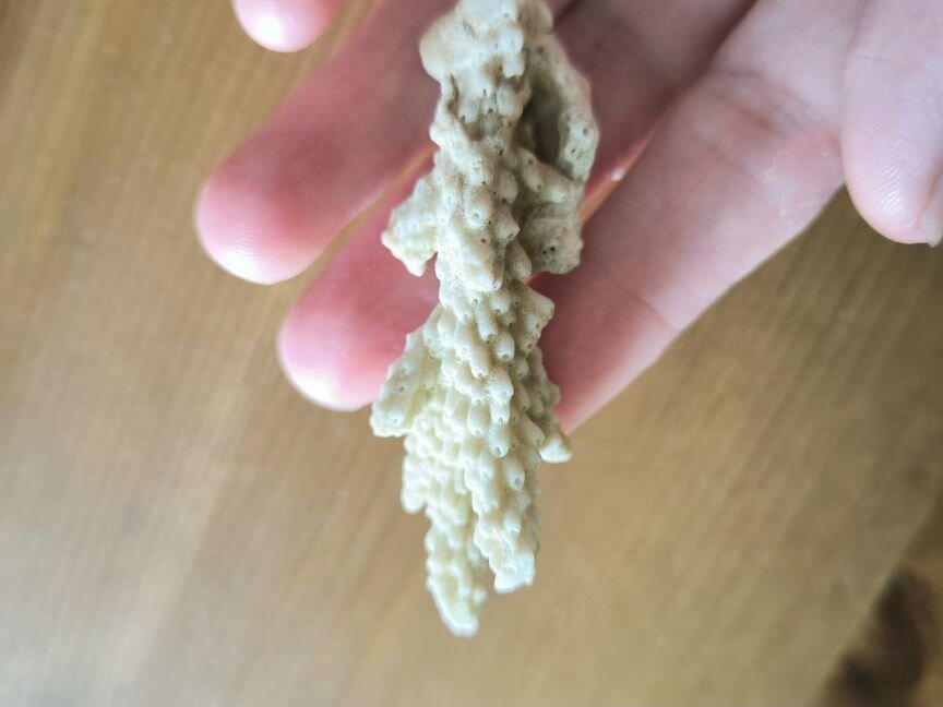 Морской коралл