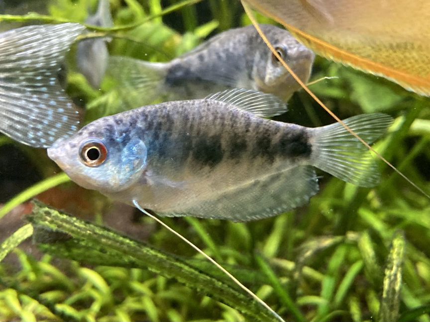 Гурами мраморный