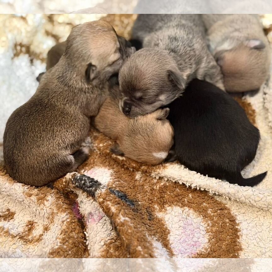 Чихуахуа, щенок