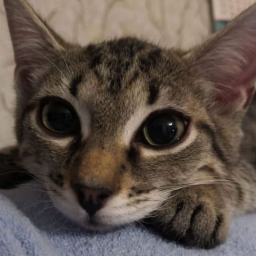 Котёнок в добрые руки