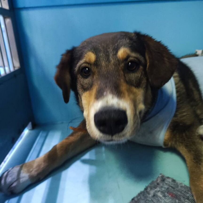 Нежная Адель ищет дом