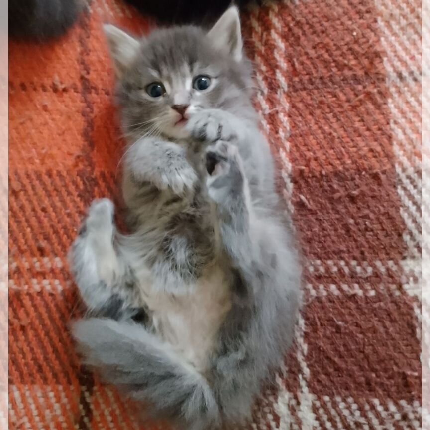 Экзотический короткошёрстный котёнок