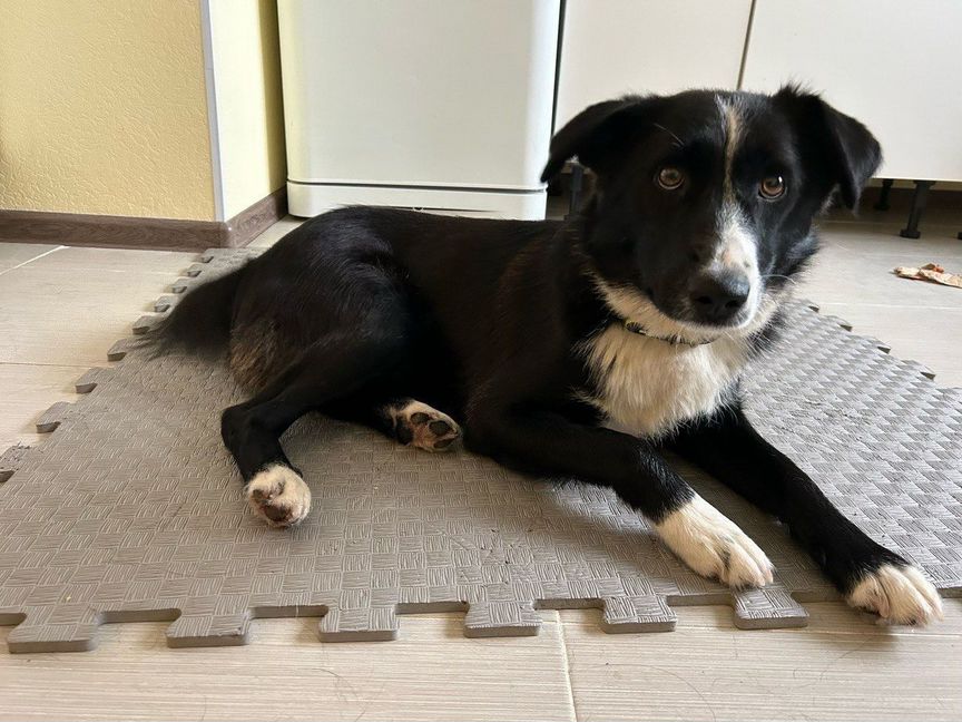 Собака в добрые руки