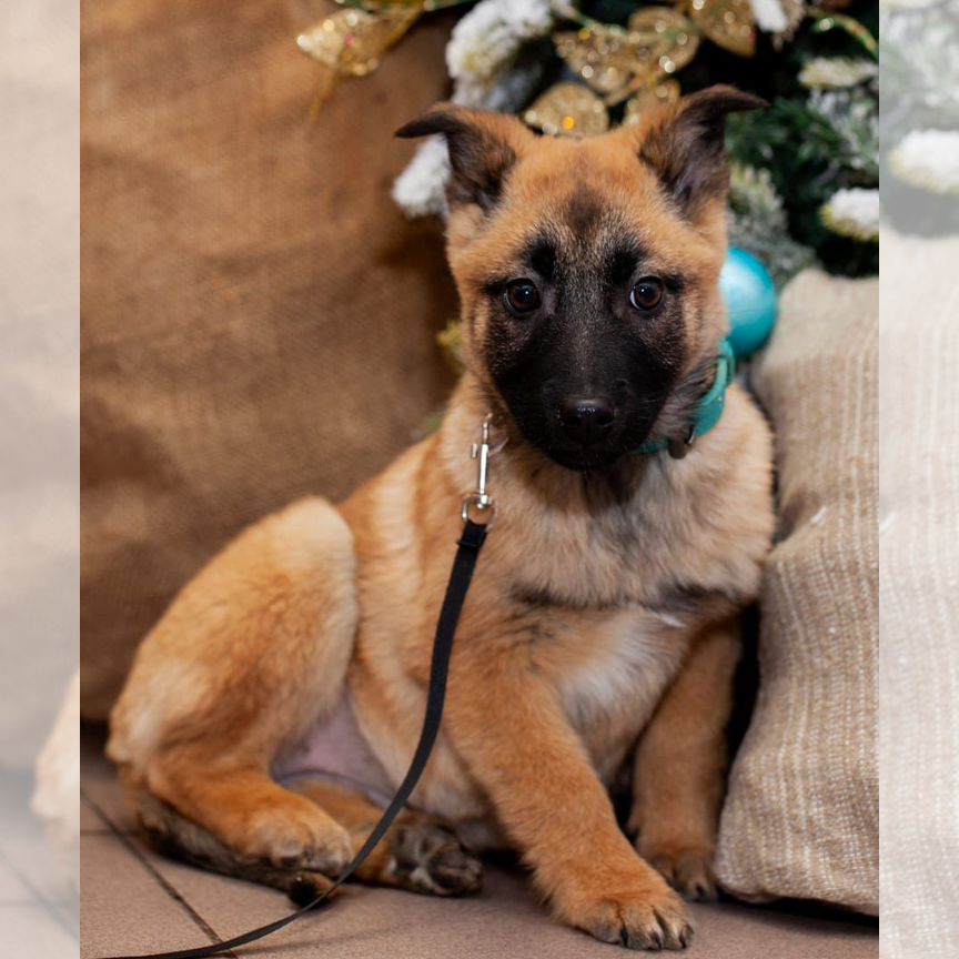 Щенок печенька ищет дом