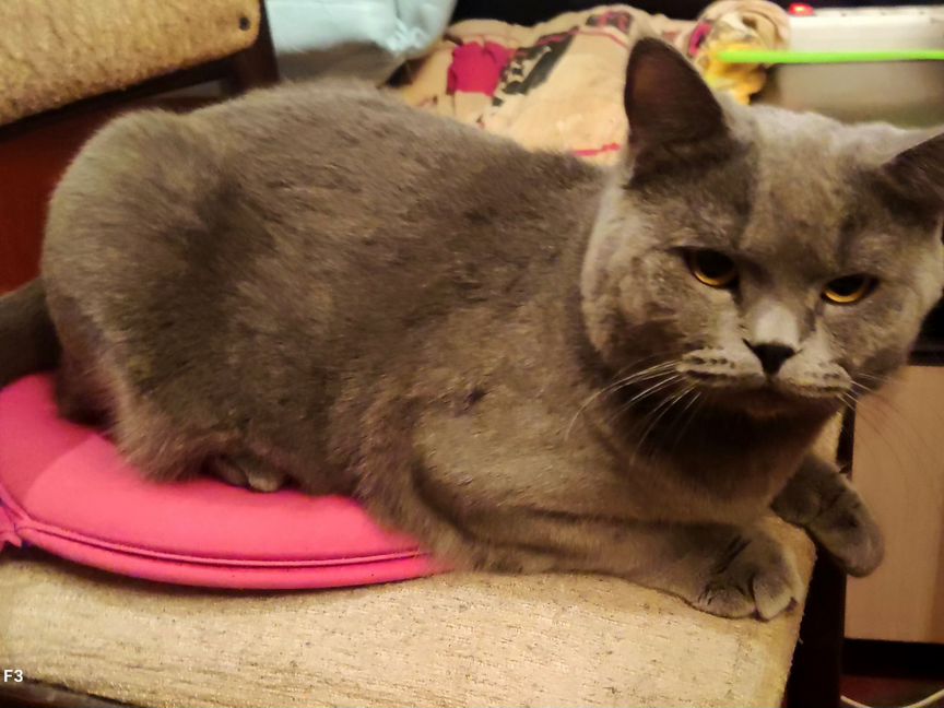 Британский кот Маф