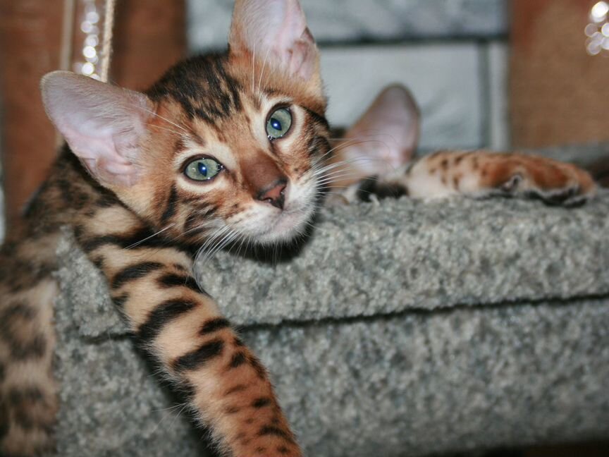 Бенгальские котята