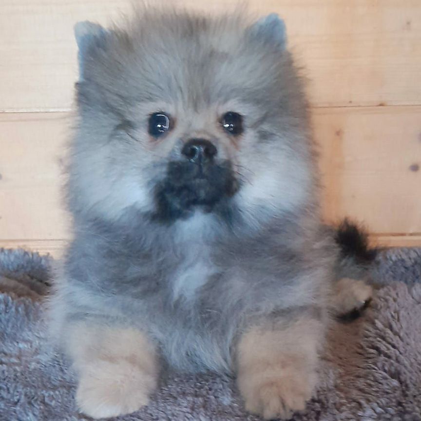 Немецкий шпиц, щенок