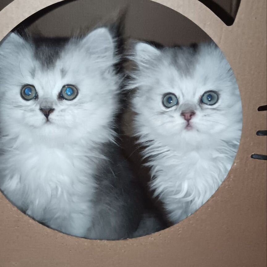 Котята-домовята