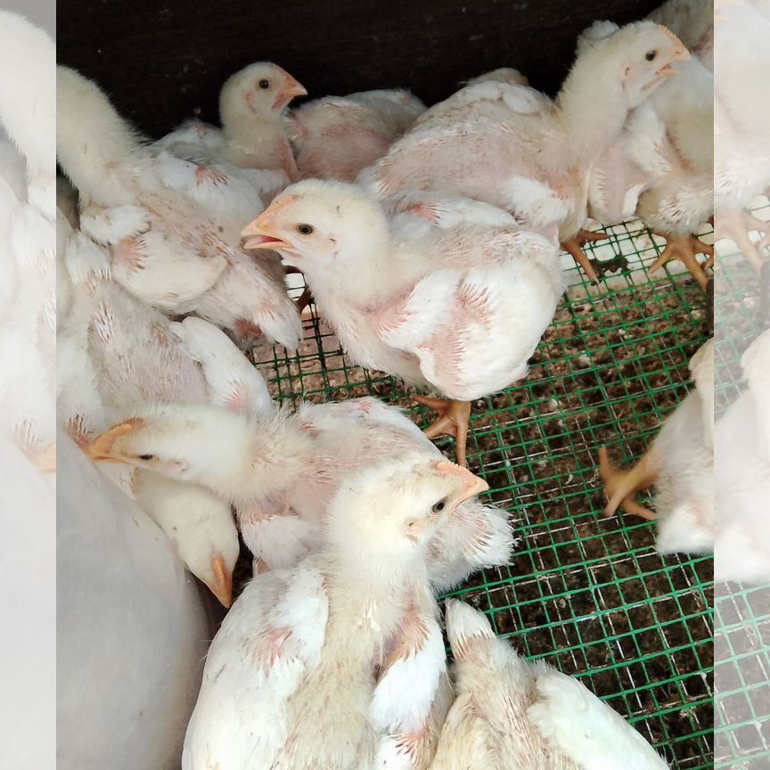 Цыплята бройлеры кобб 500двух недельные