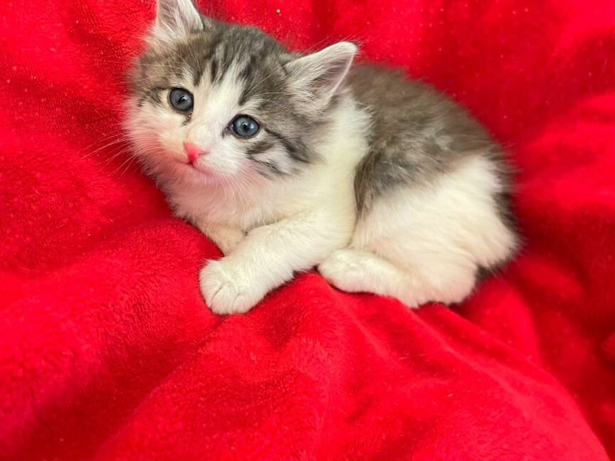 Котята медвежата в добрые руки бесплатно