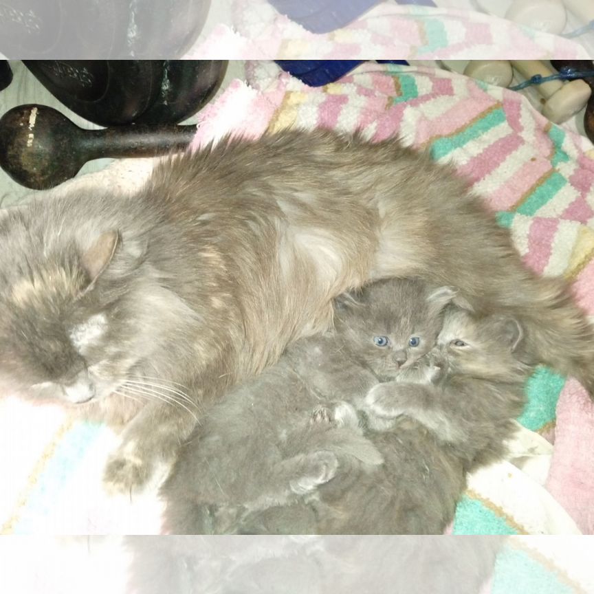 Котёнок в добрые руки